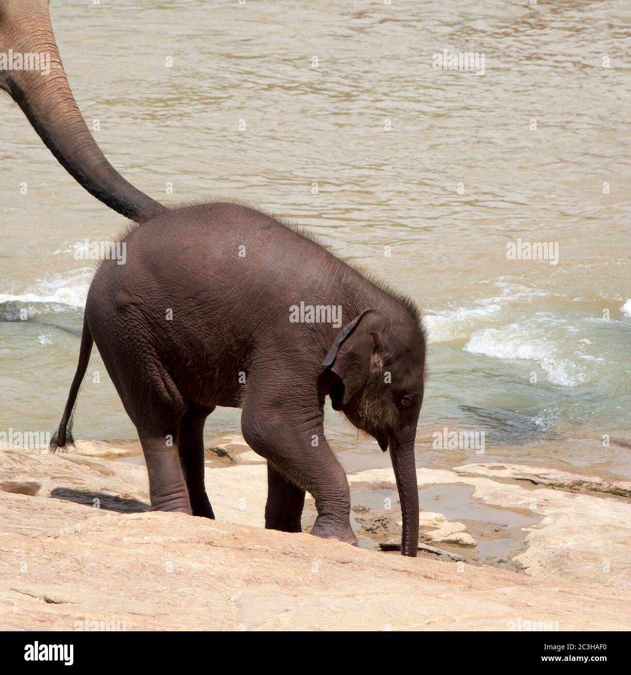 Nudge elephant hi-res stock photography and images - Alamy