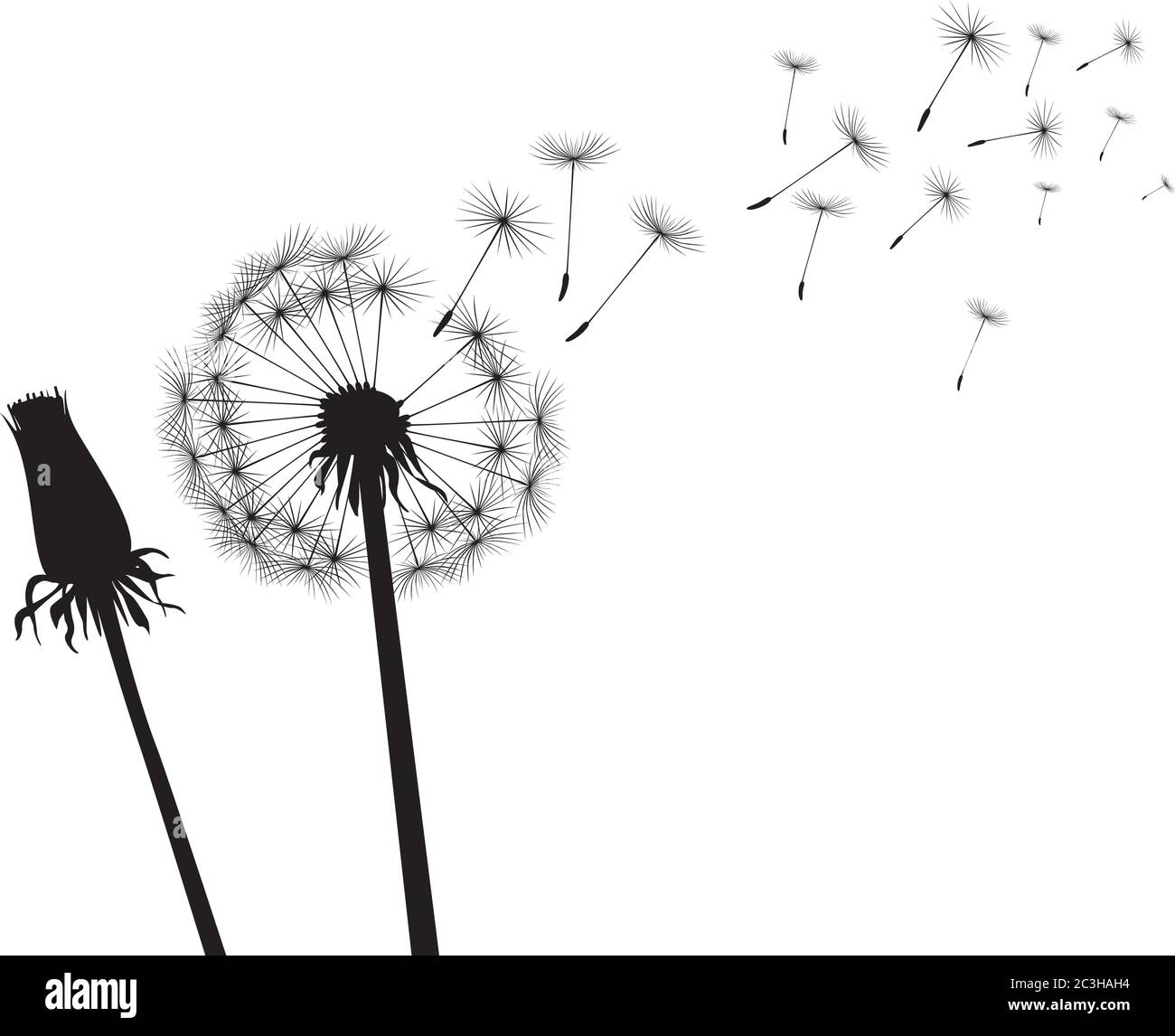 Dandelion Wish Drawing