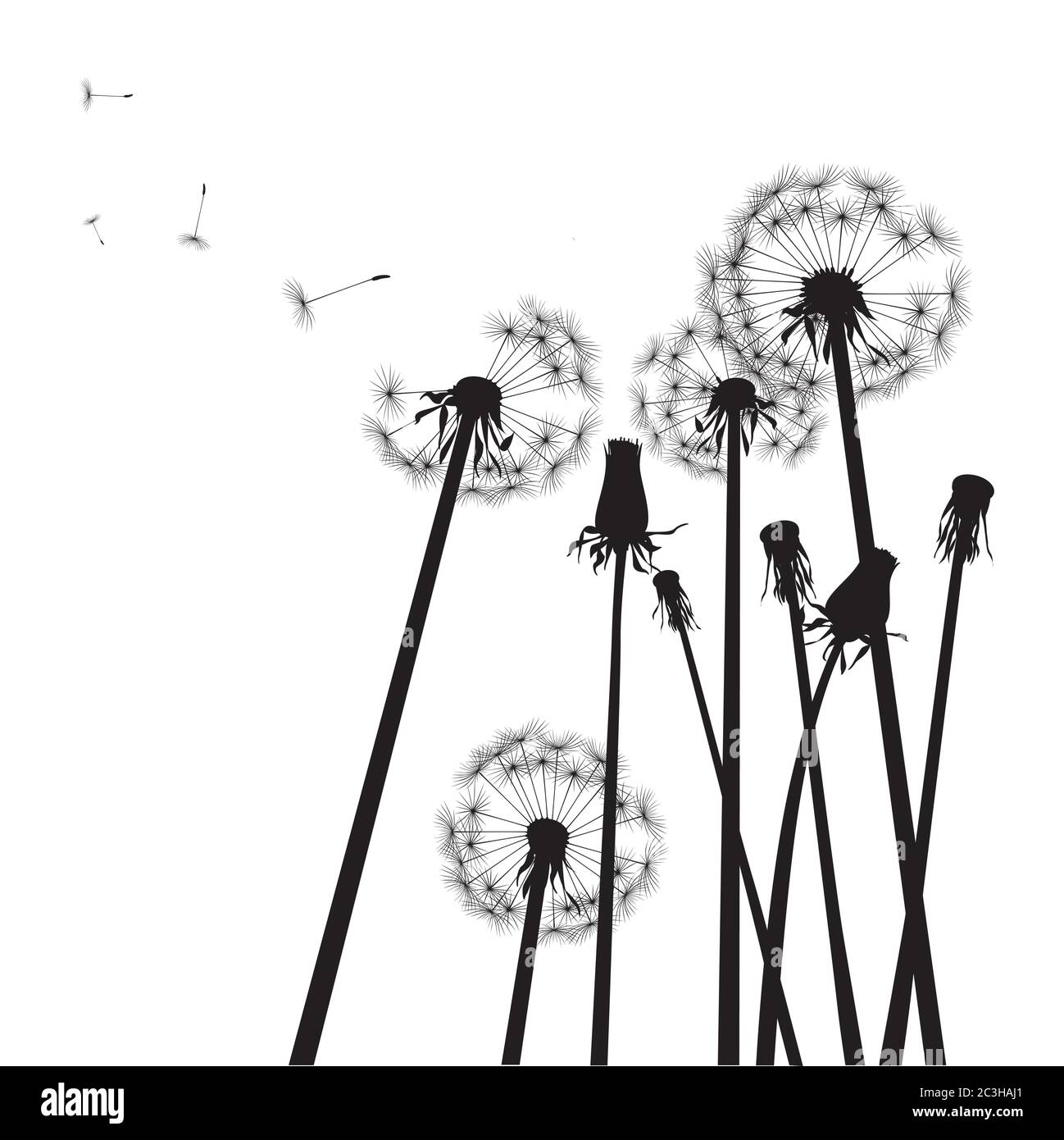 Dandelion composition. Vector Illustration. EPS file Stock Vector Image ...
