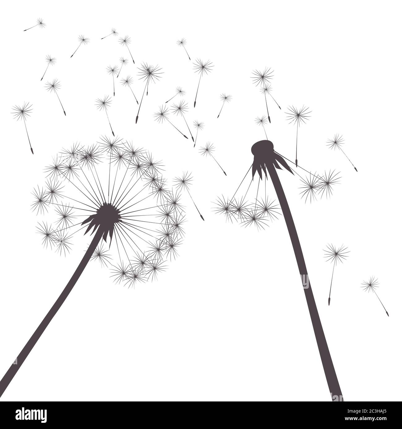 Dandelion composition. Vector Illustration. EPS file Stock Vector Image ...