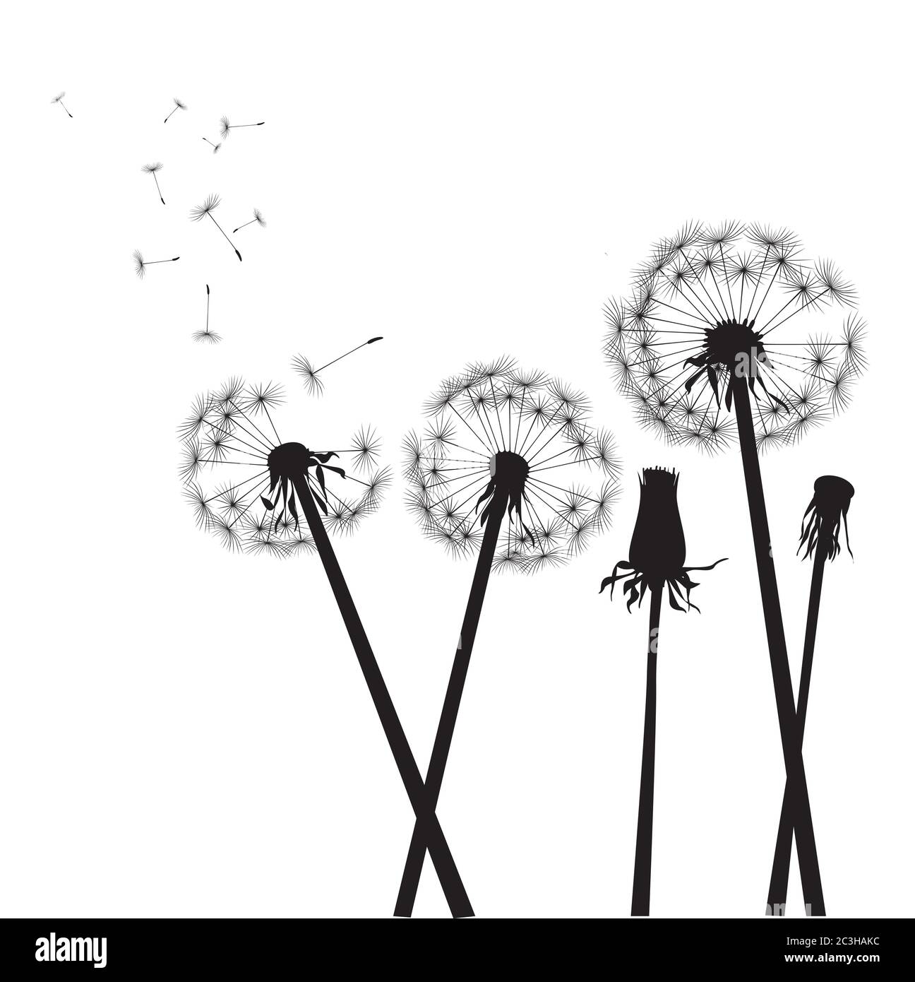 Dandelion composition. Vector Illustration. EPS file Stock Vector Image ...