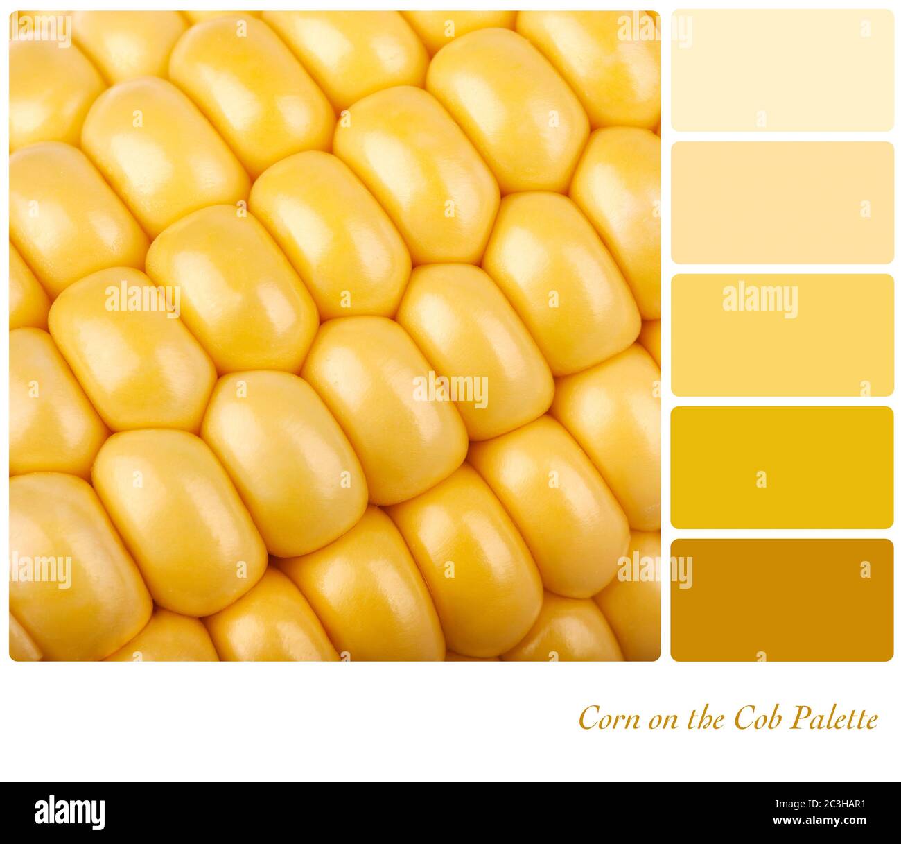 Corn on the cob background. Colour palette of complimentary shades ...