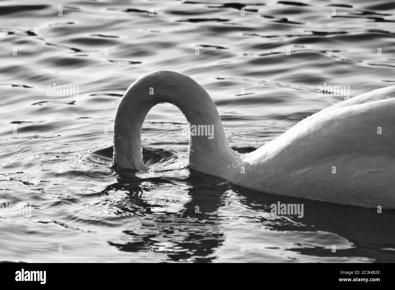 Swan head underwater Black and White Stock Photos & Images - Alamy