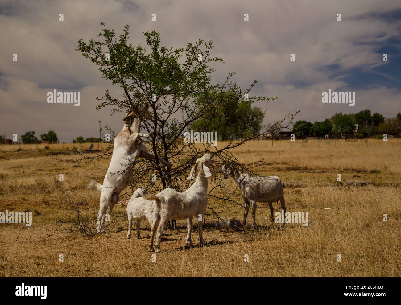 Four goats browsing at a bush at a dry meadow of central South Africa ...