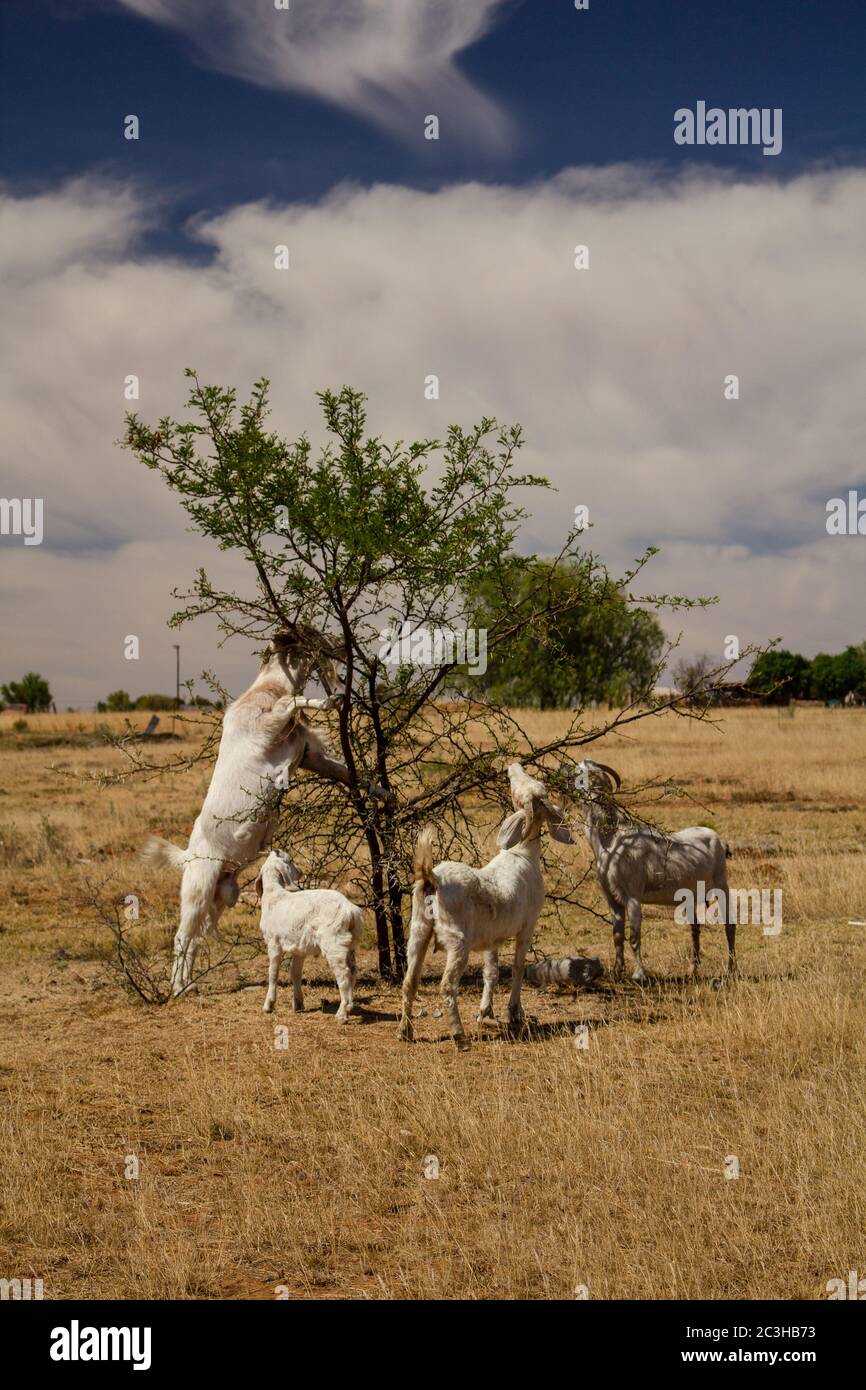 Four goats eating leaves of a bush Stock Photo - Alamy