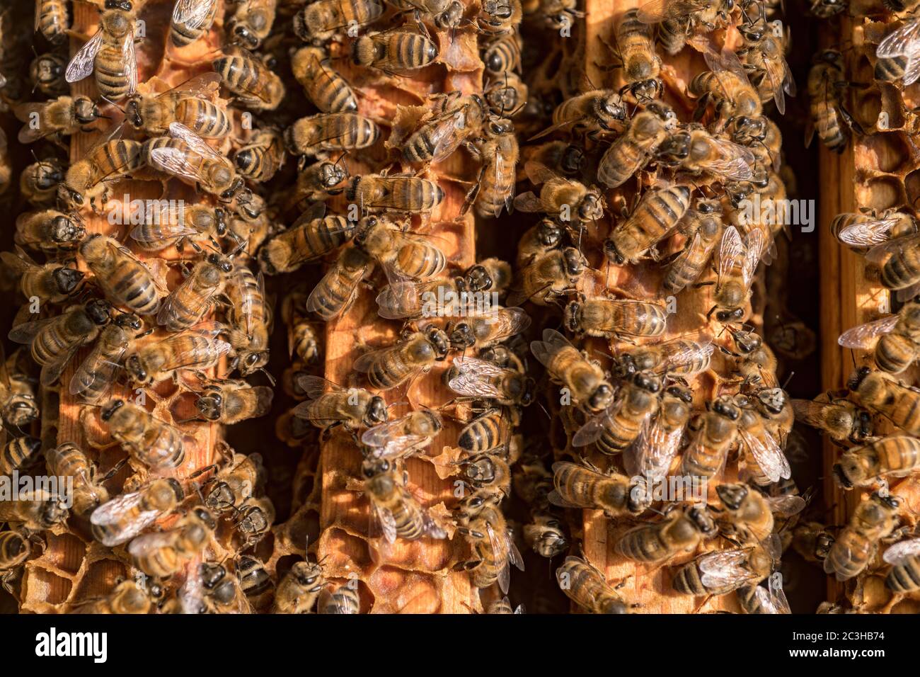 Bees on frames of foundation hi-res stock photography and images - Alamy