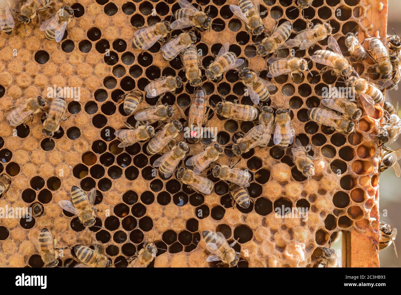 Queen bee marked on honey comb hi-res stock photography and images - Alamy