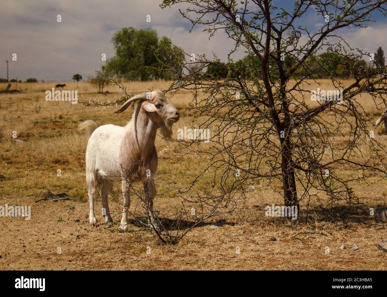 A billy goat eating leaves of a bush Stock Photo - Alamy