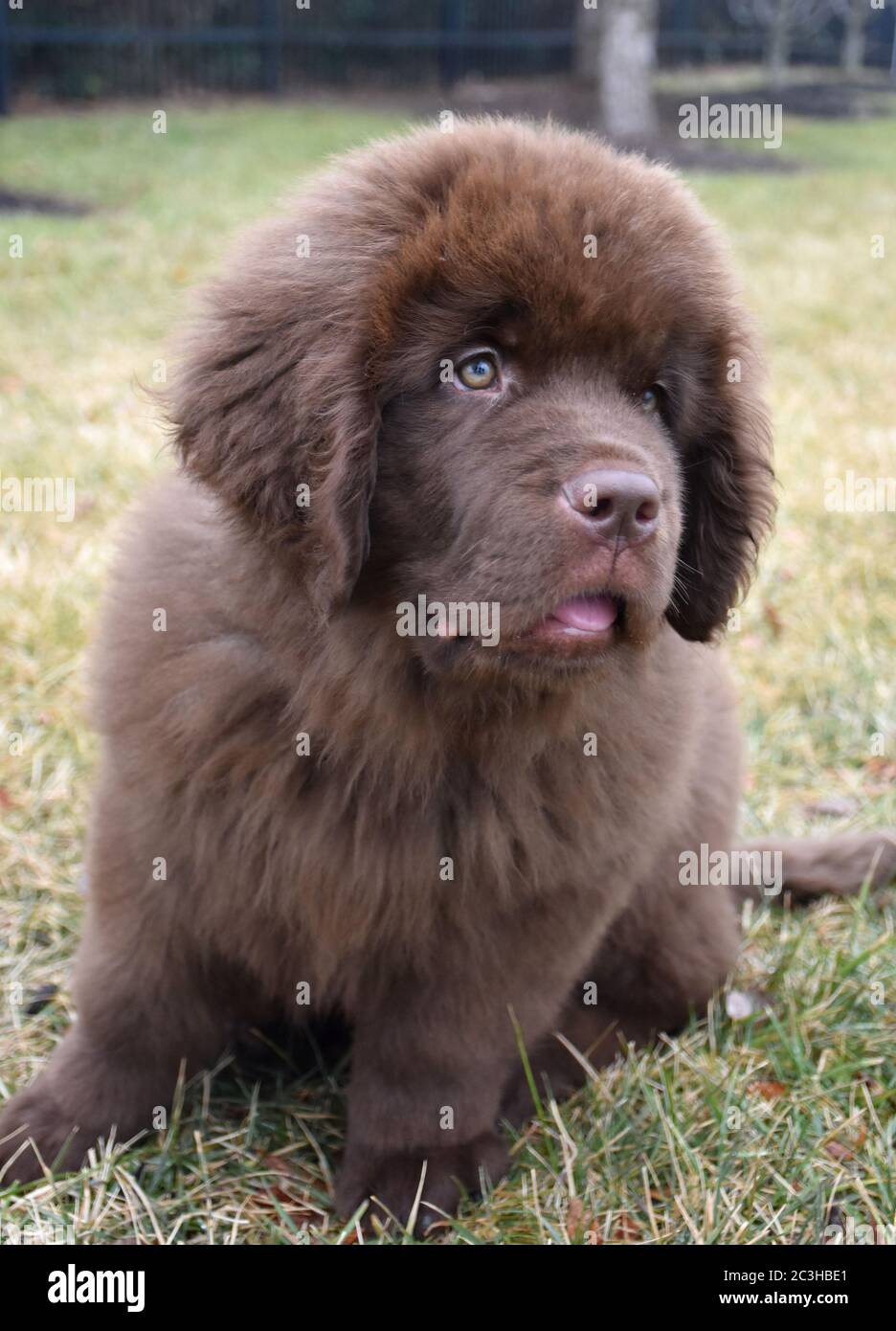 A look into the sweet face of a young Newfie puppy Stock Photo - Alamy