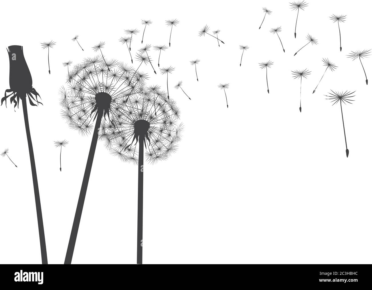 Dandelion composition. Vector Illustration. EPS file Stock Vector Image ...