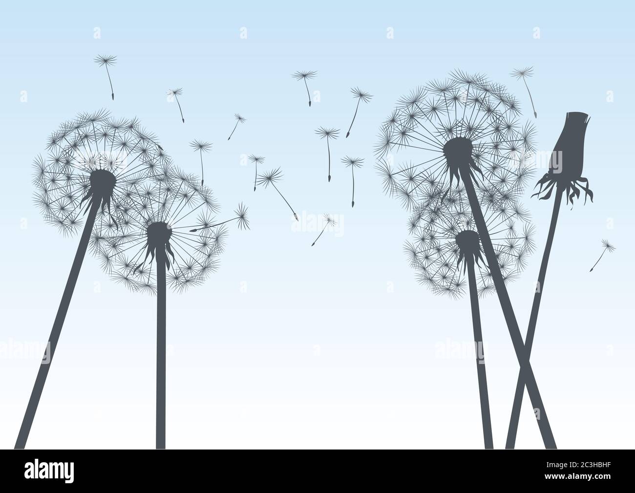 Dandelion on colour background. Vector illustration. EPS file Stock ...