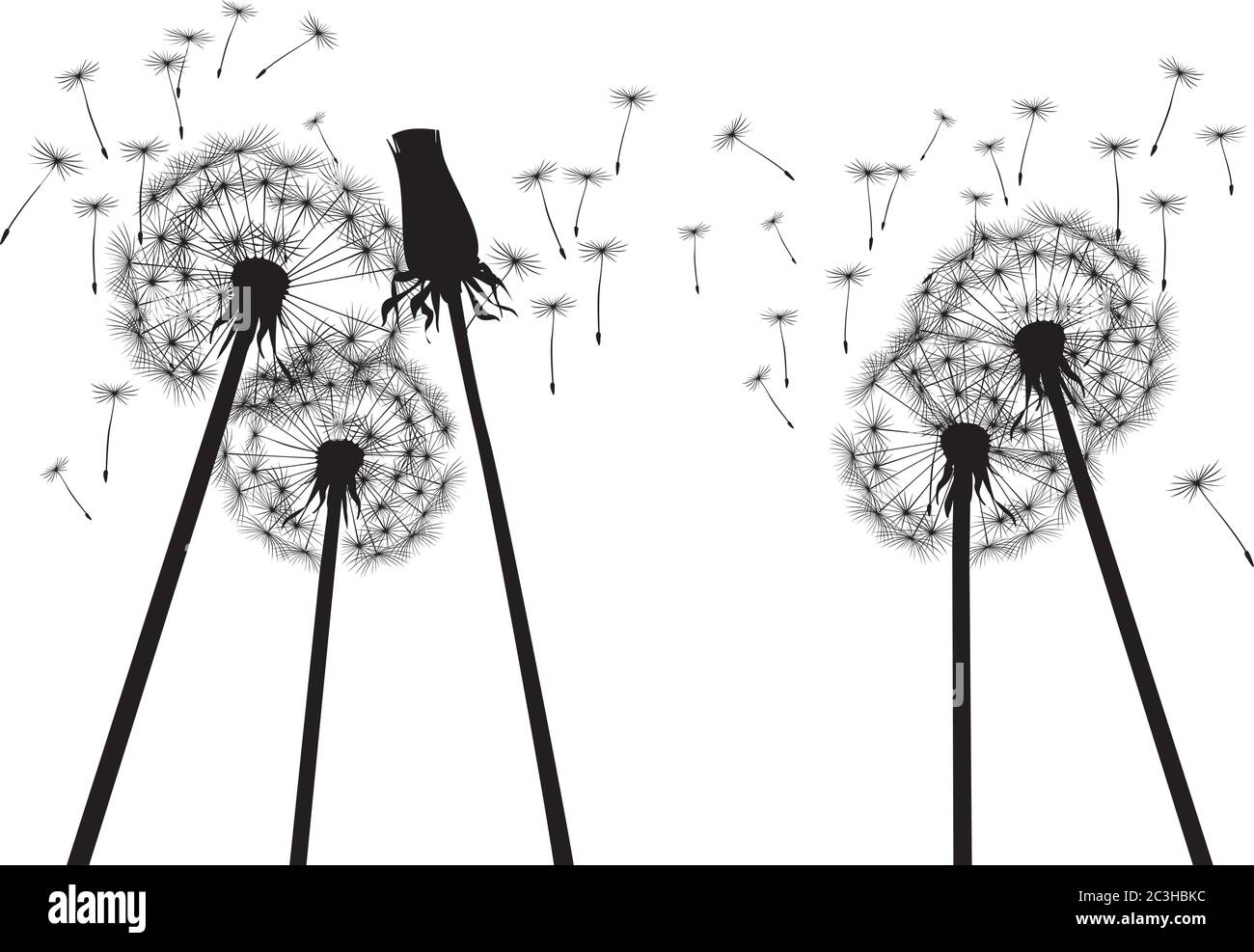 Dandelion composition. Vector Illustration. EPS file Stock Vector Image ...
