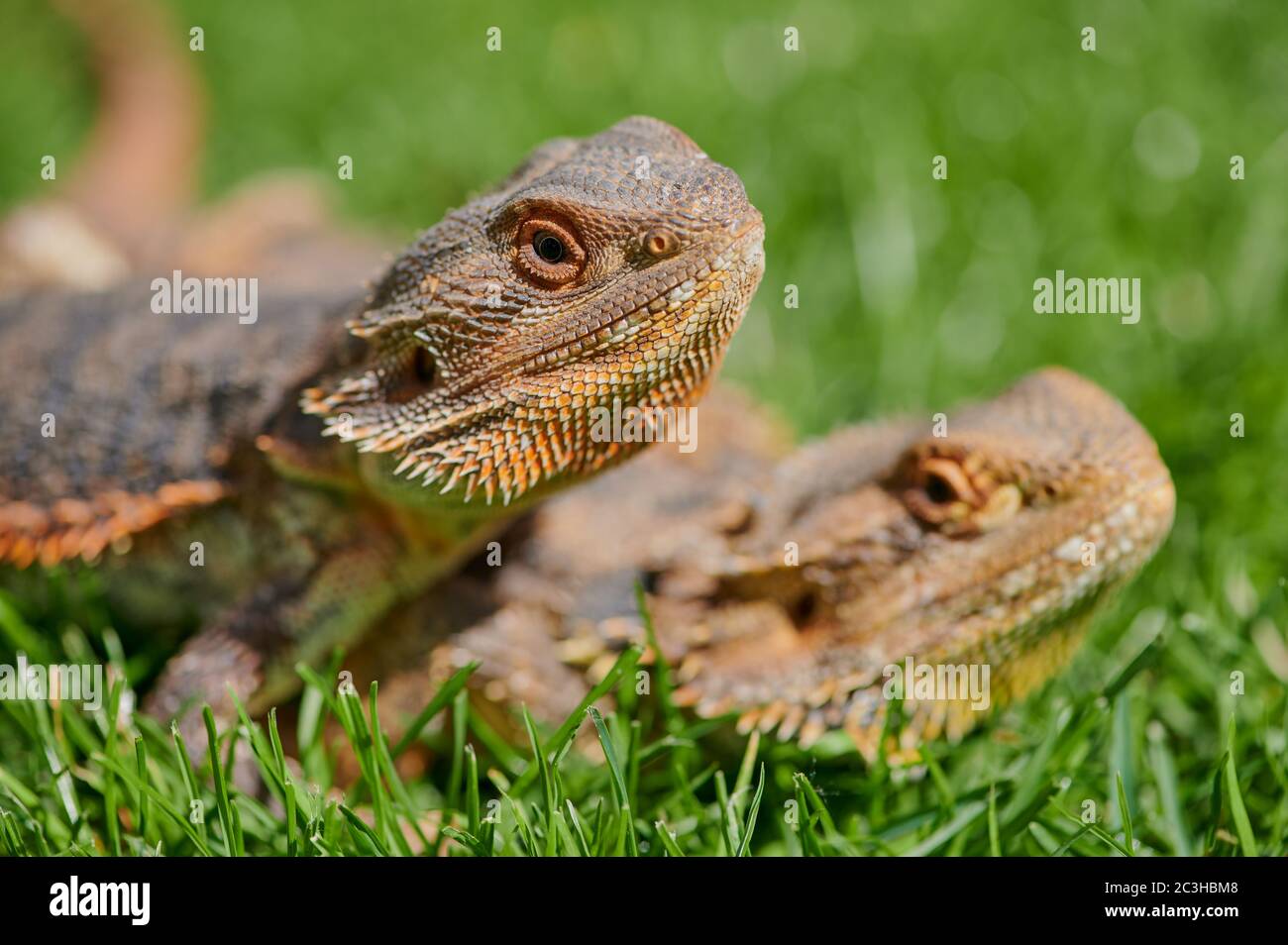 male and female bearded dragon Stock Photo - Alamy