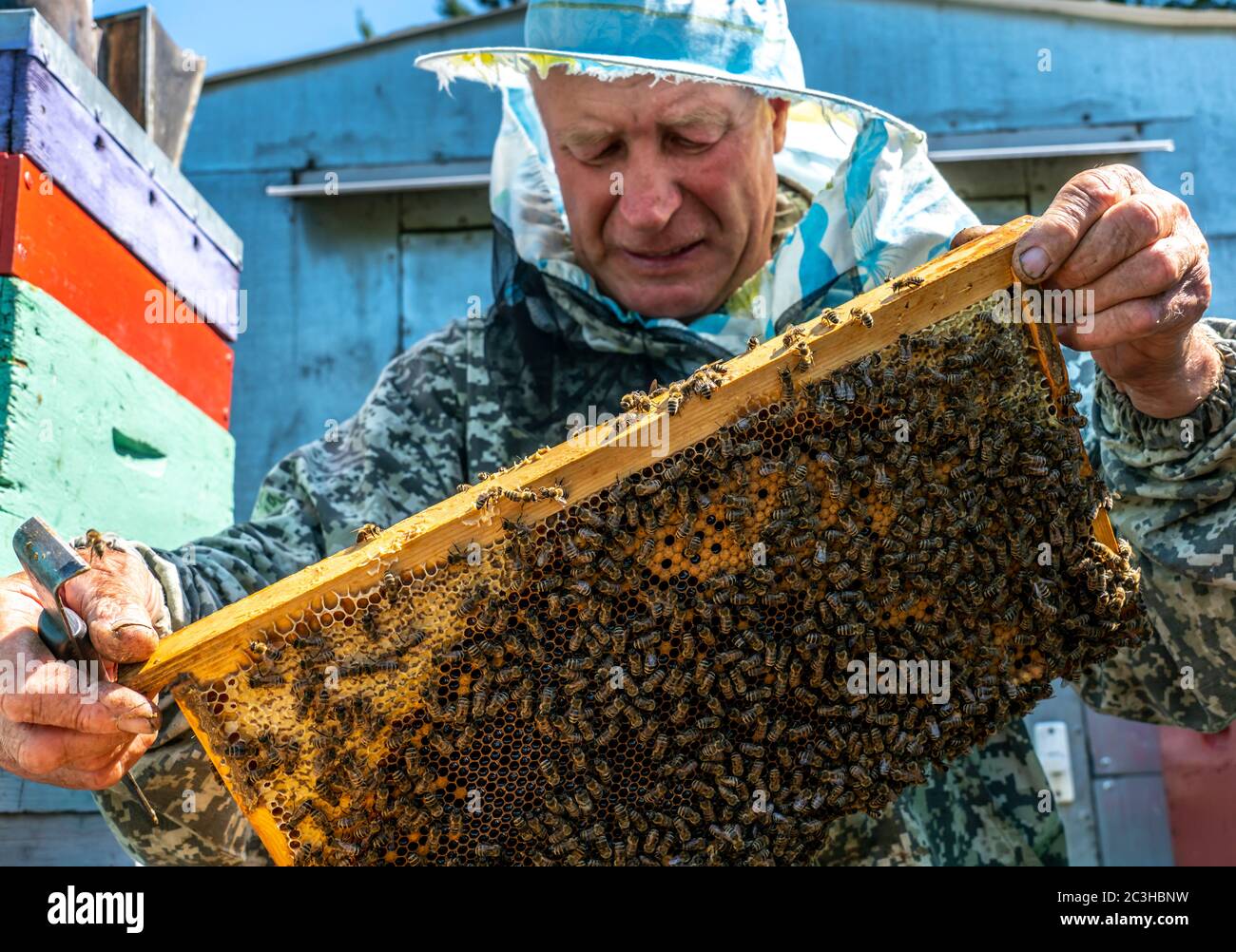 Beekeeper's work, the beekeeper examines, checks and corrects the ...