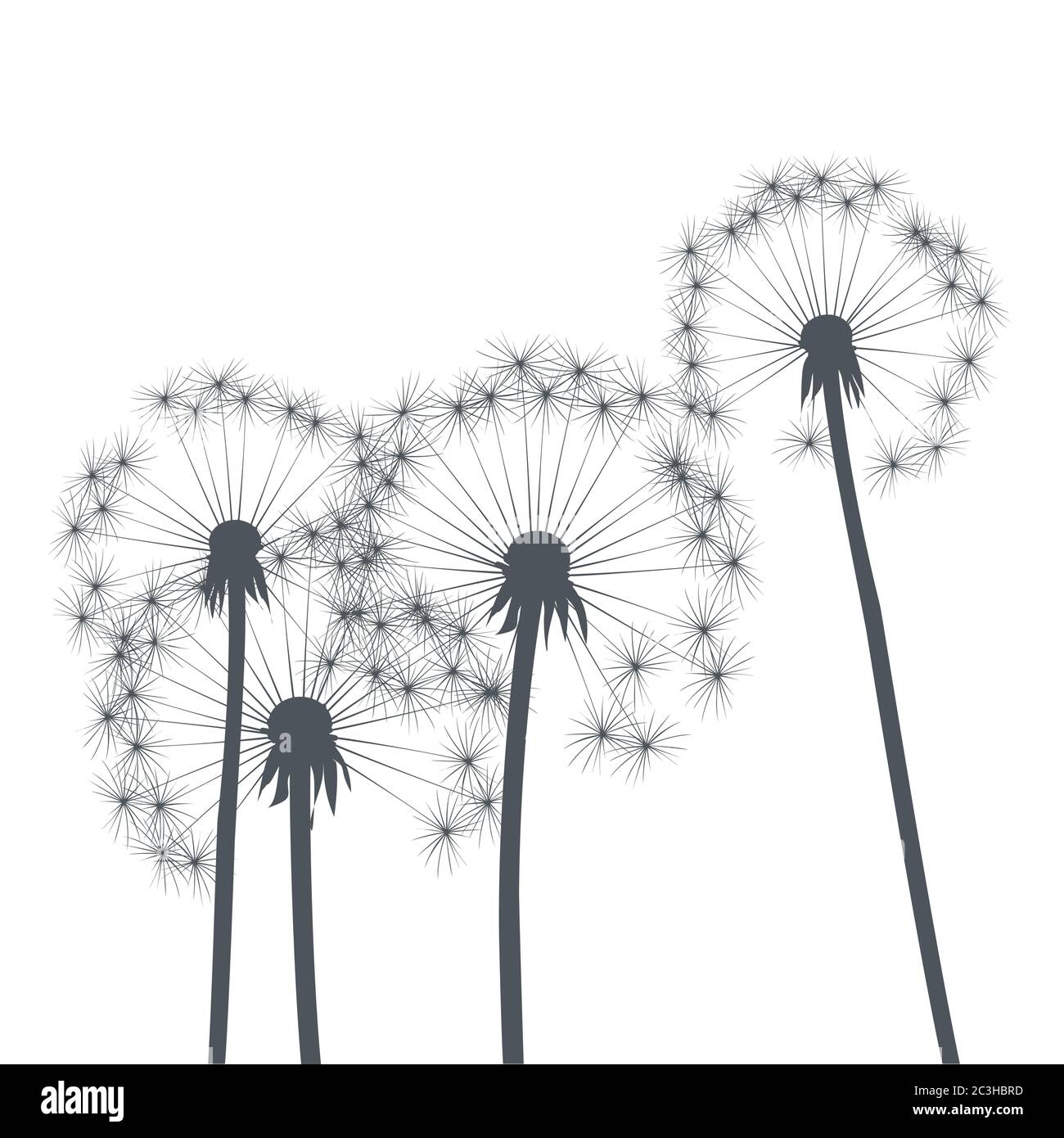 Dandelion Vector Png