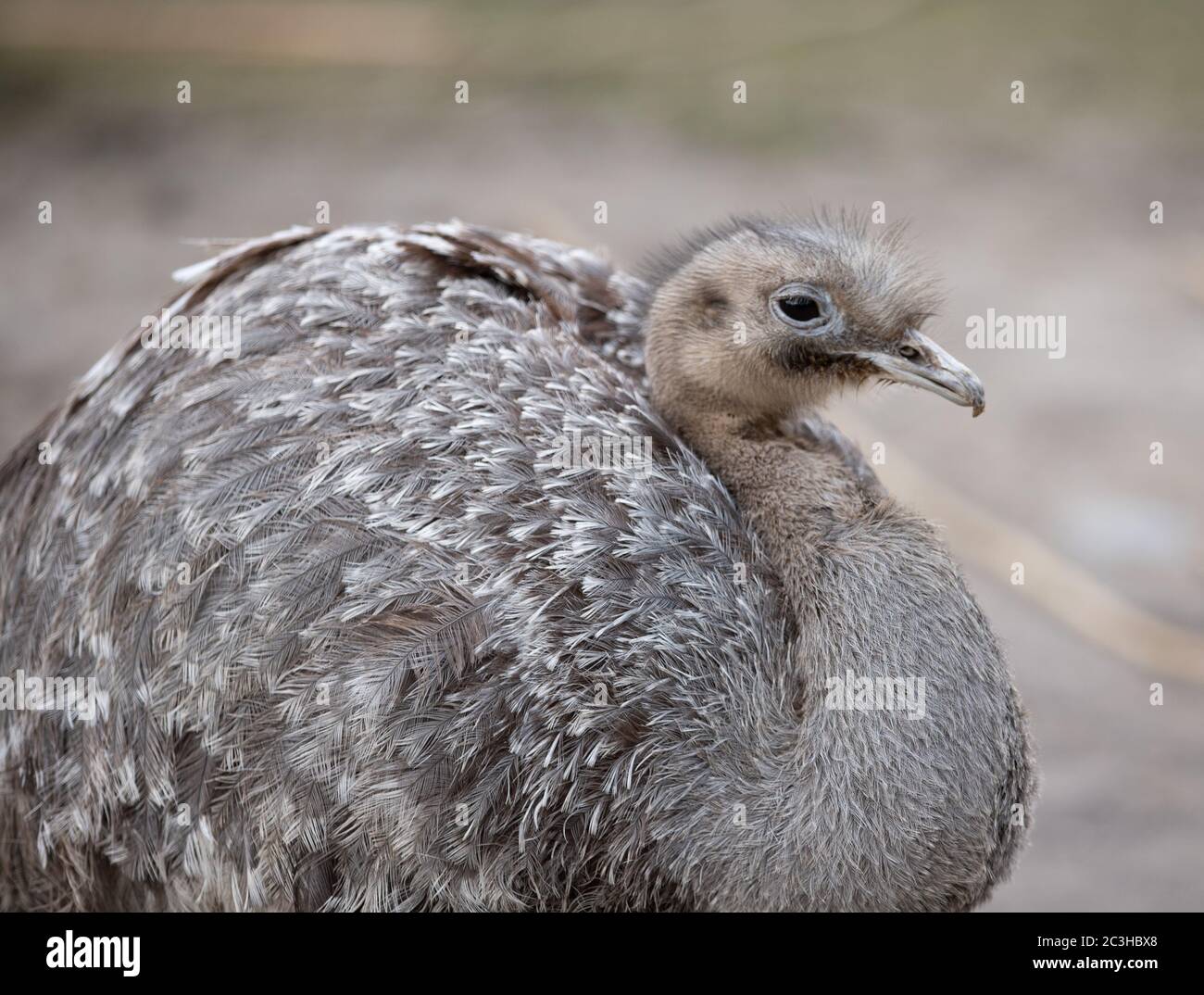 Selective focus shot of greater rhea Stock Photo - Alamy