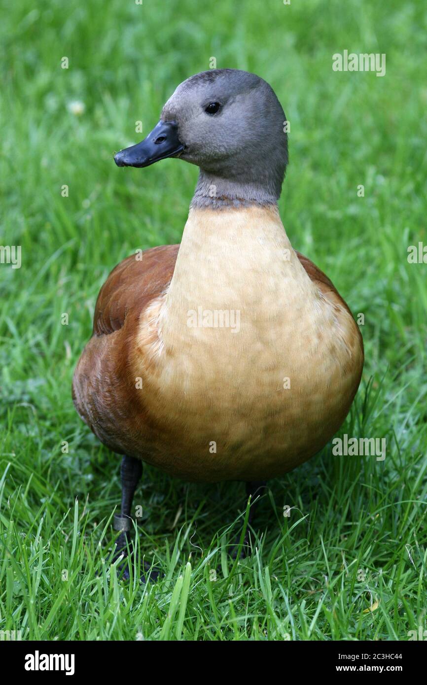 South African shelduck or Cape shelduck (Tadorna cana) - male Stock ...