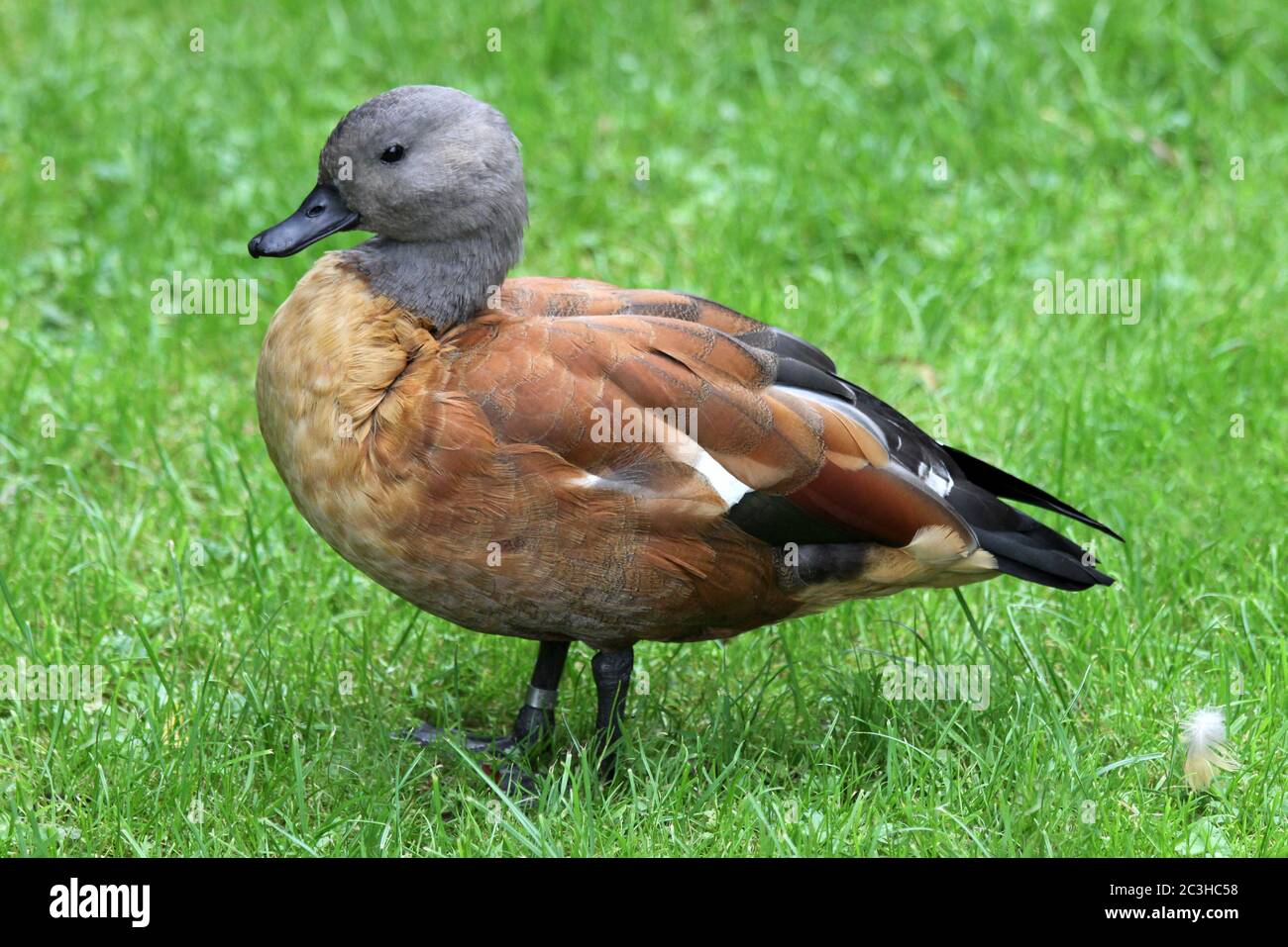 South African shelduck or Cape shelduck (Tadorna cana) - male Stock ...