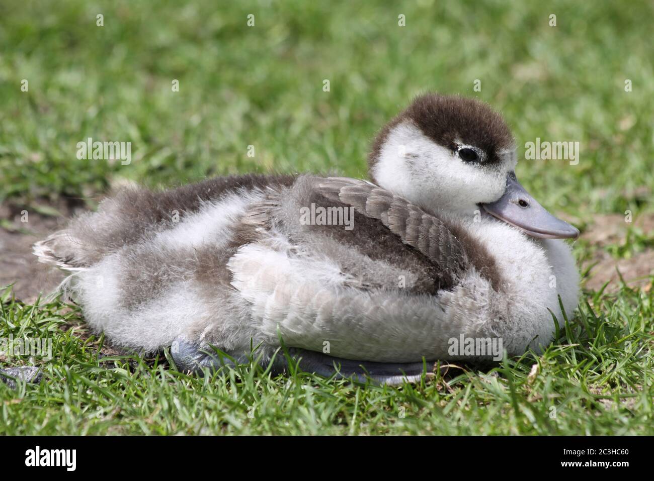 Shelduck chick uk hi-res stock photography and images - Alamy