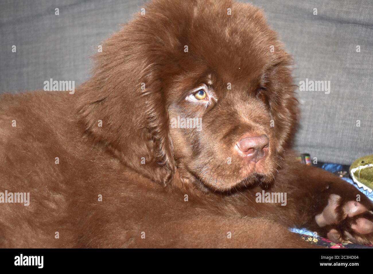 Cute faced Newfoundland puppy dog resting on a couch Stock Photo - Alamy