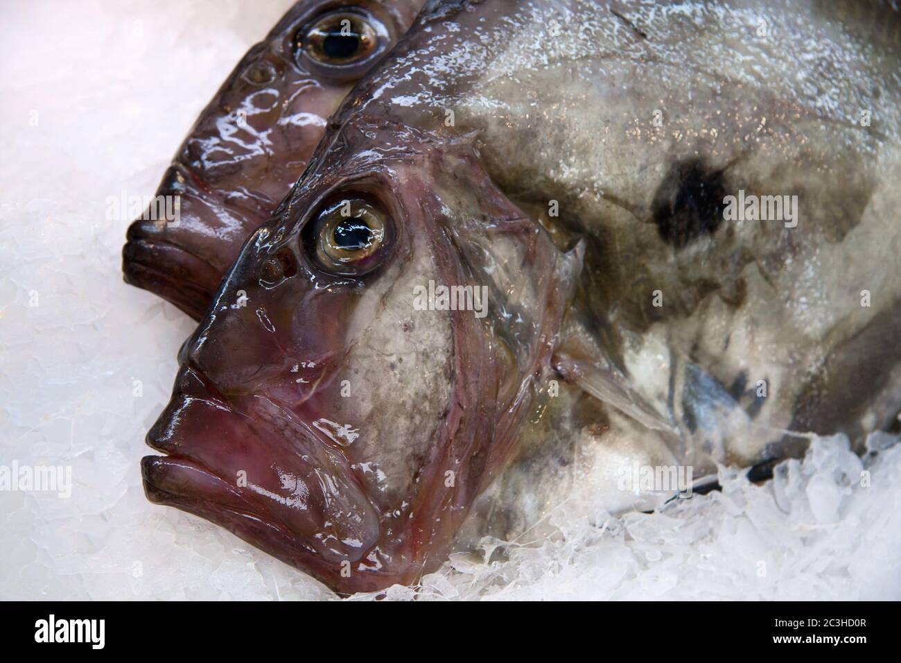 John Dory fish on ice at a French fish markets Stock Photo - Alamy