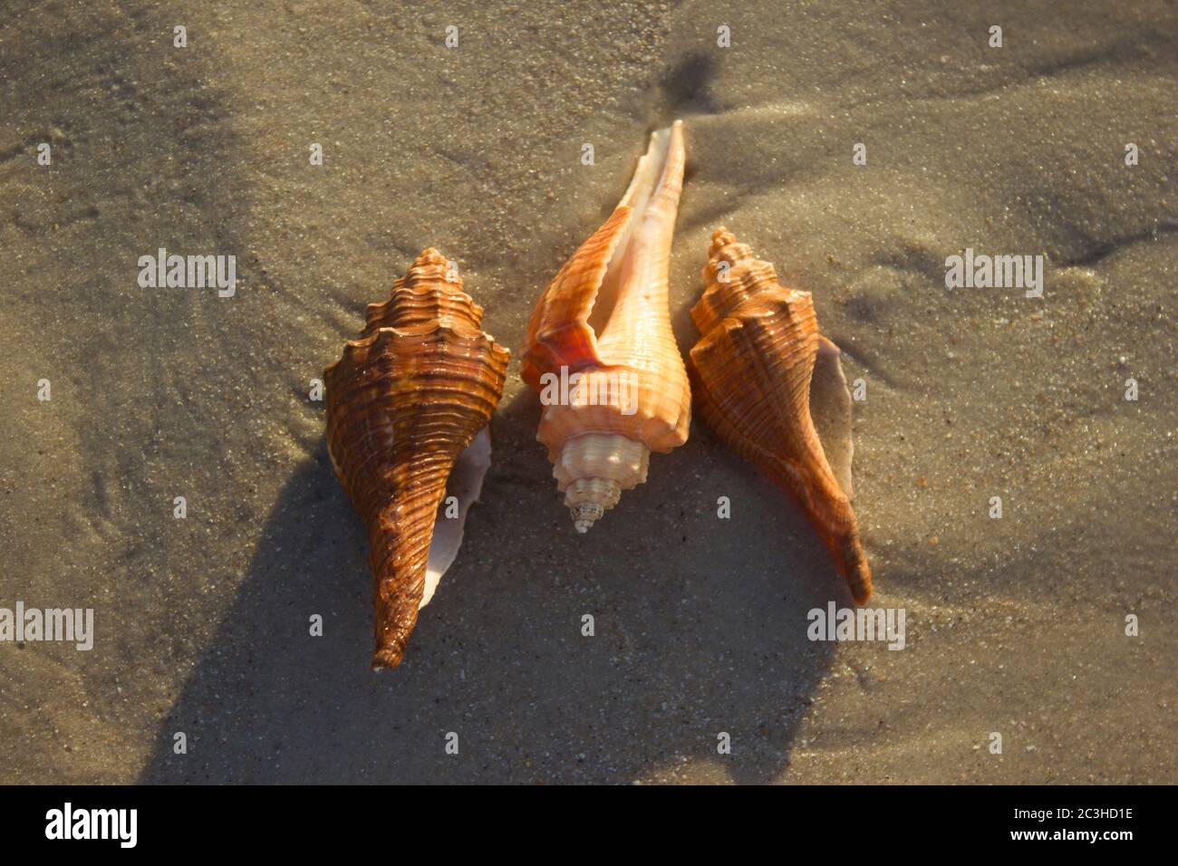 Seashells on the sand sunrise background sea, horizon beach dawn wave ...