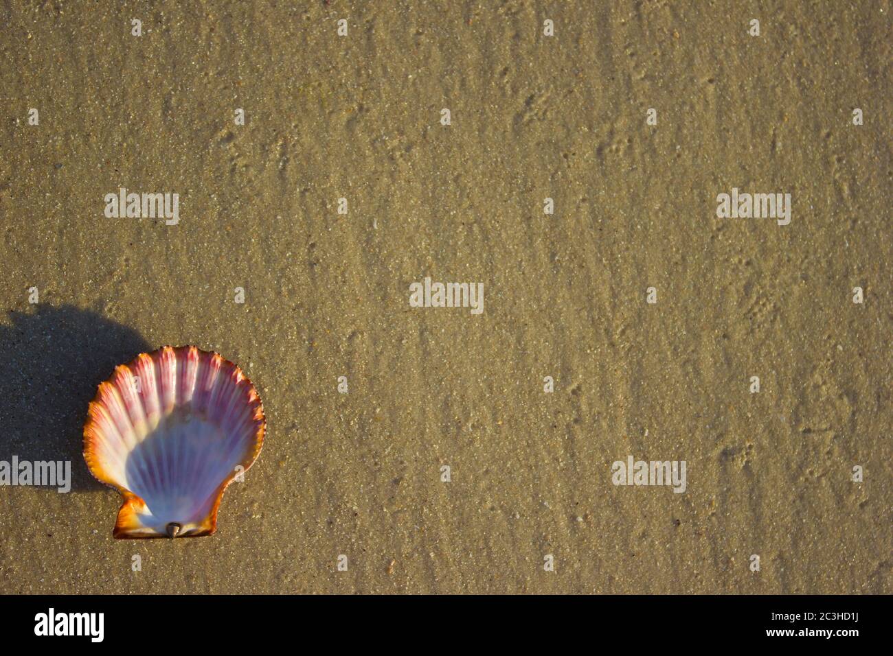 Seashells on the sand sunrise background sea, horizon beach dawn wave ...