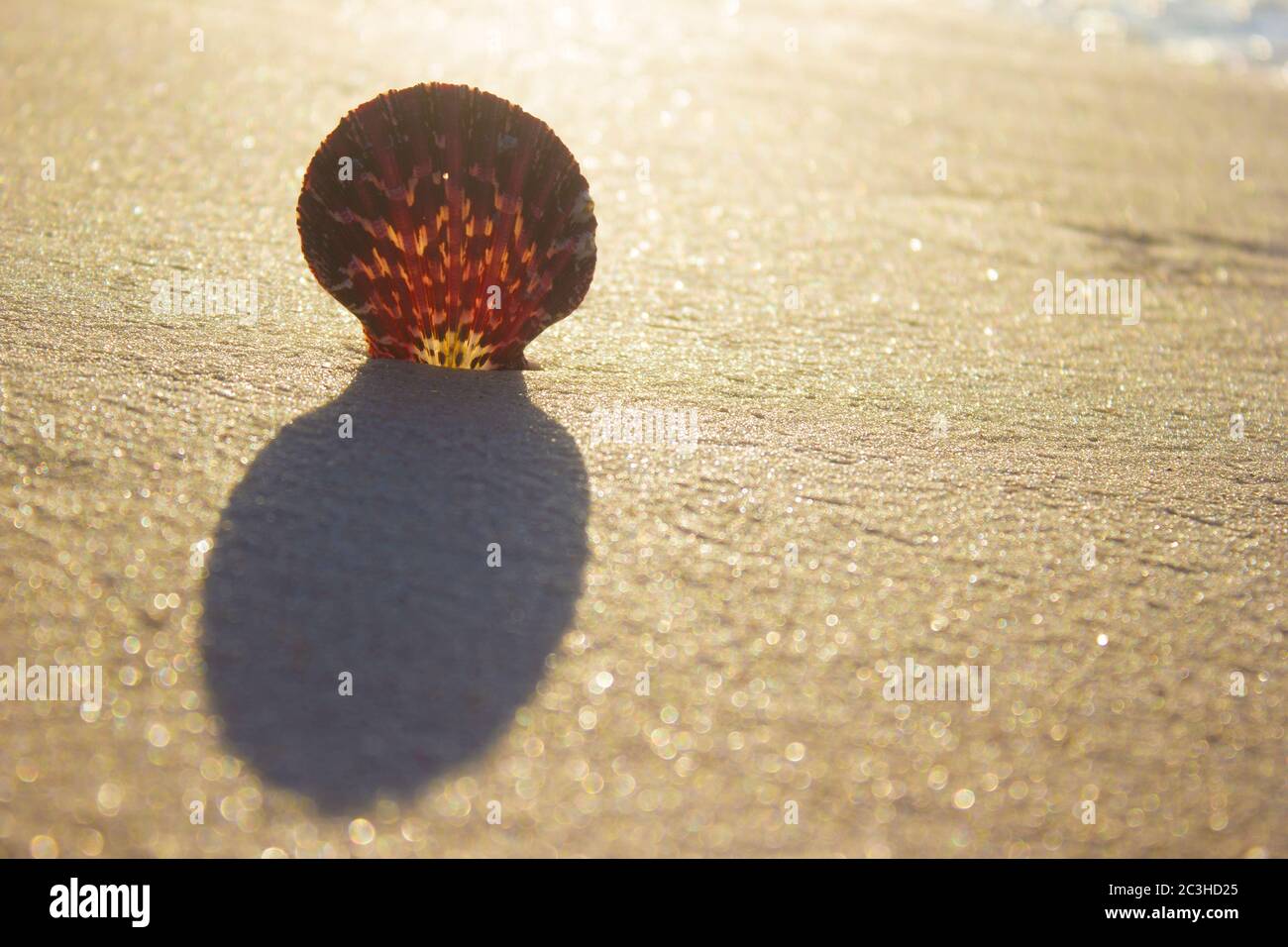 Seashells on the sand sunrise background sea, horizon beach dawn wave ...