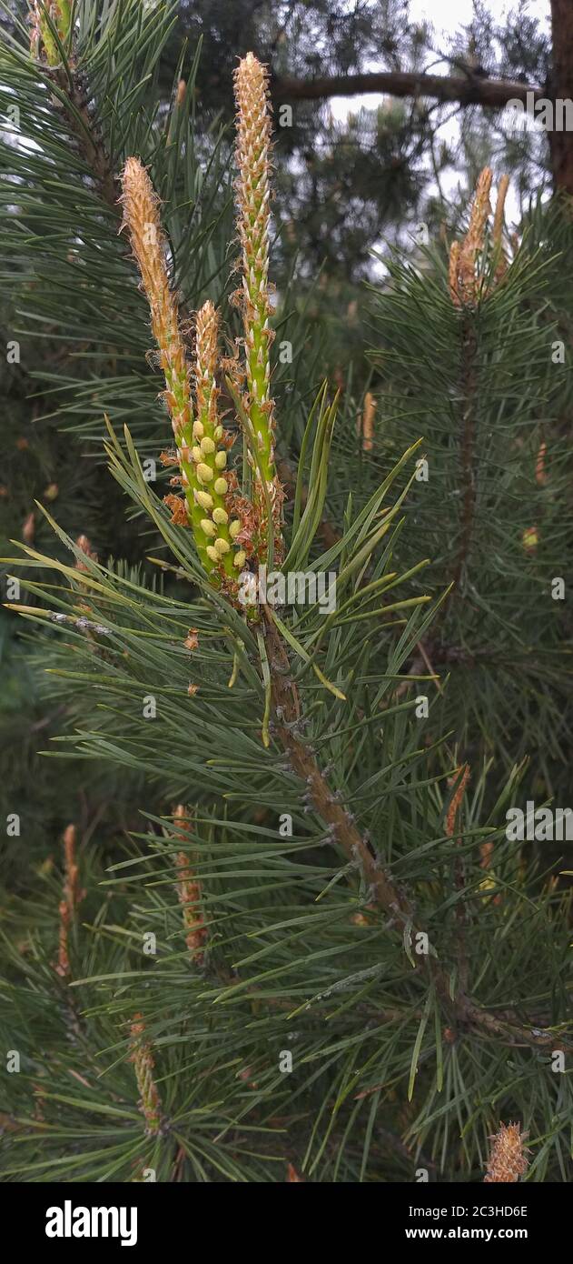 young spring pine sprout on a pine-tree branch Stock Photo - Alamy