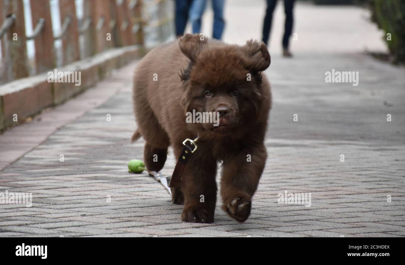 Cute Newfoundland puppy dog running along a walkway Stock Photo - Alamy