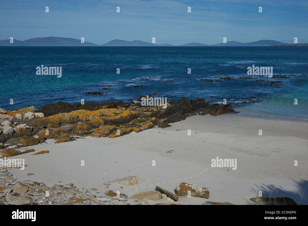 Pristine coastline of Carcass Island in the Falkland Islands Stock ...