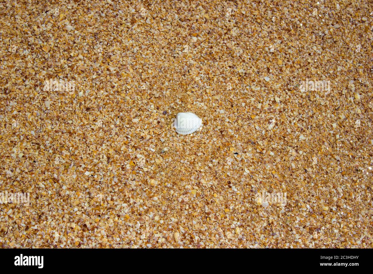 Shore beach water sea wave sand shells, vacation background texture ...