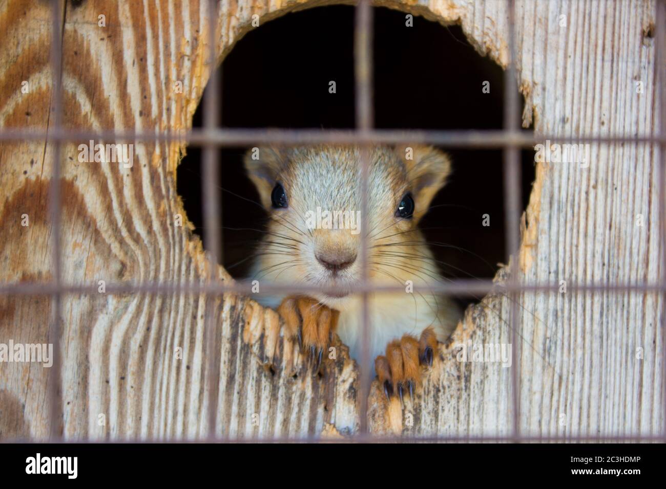 Squirrel in a cage hi-res stock photography and images - Alamy