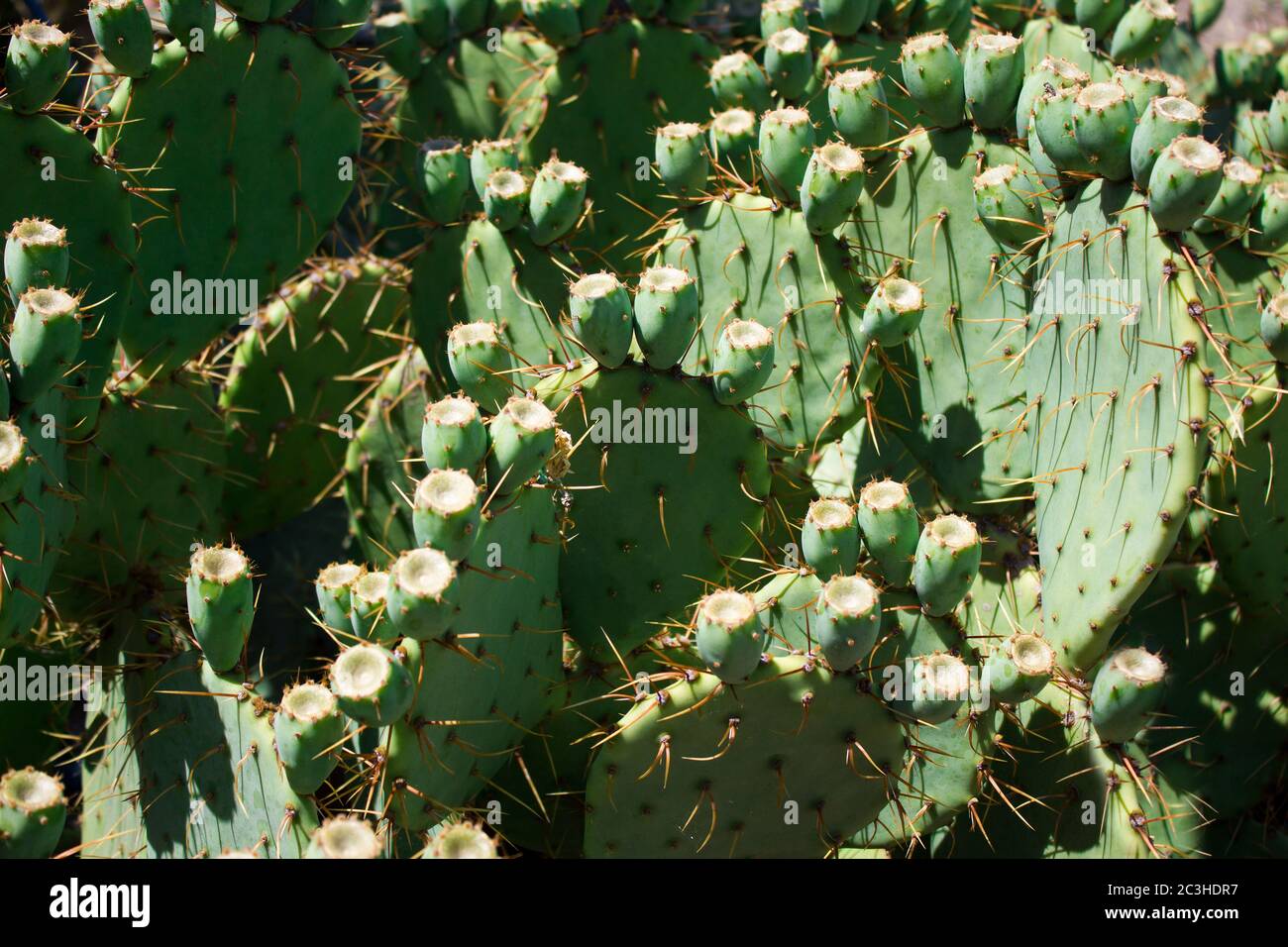 Cacti texture hi-res stock photography and images - Alamy