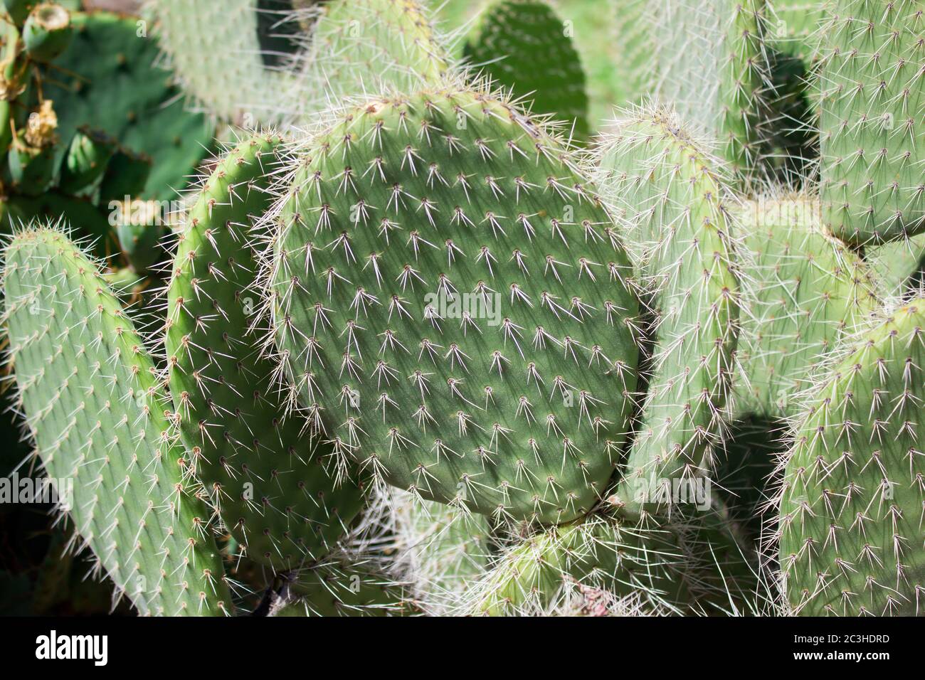 Cacti texture hi-res stock photography and images - Alamy