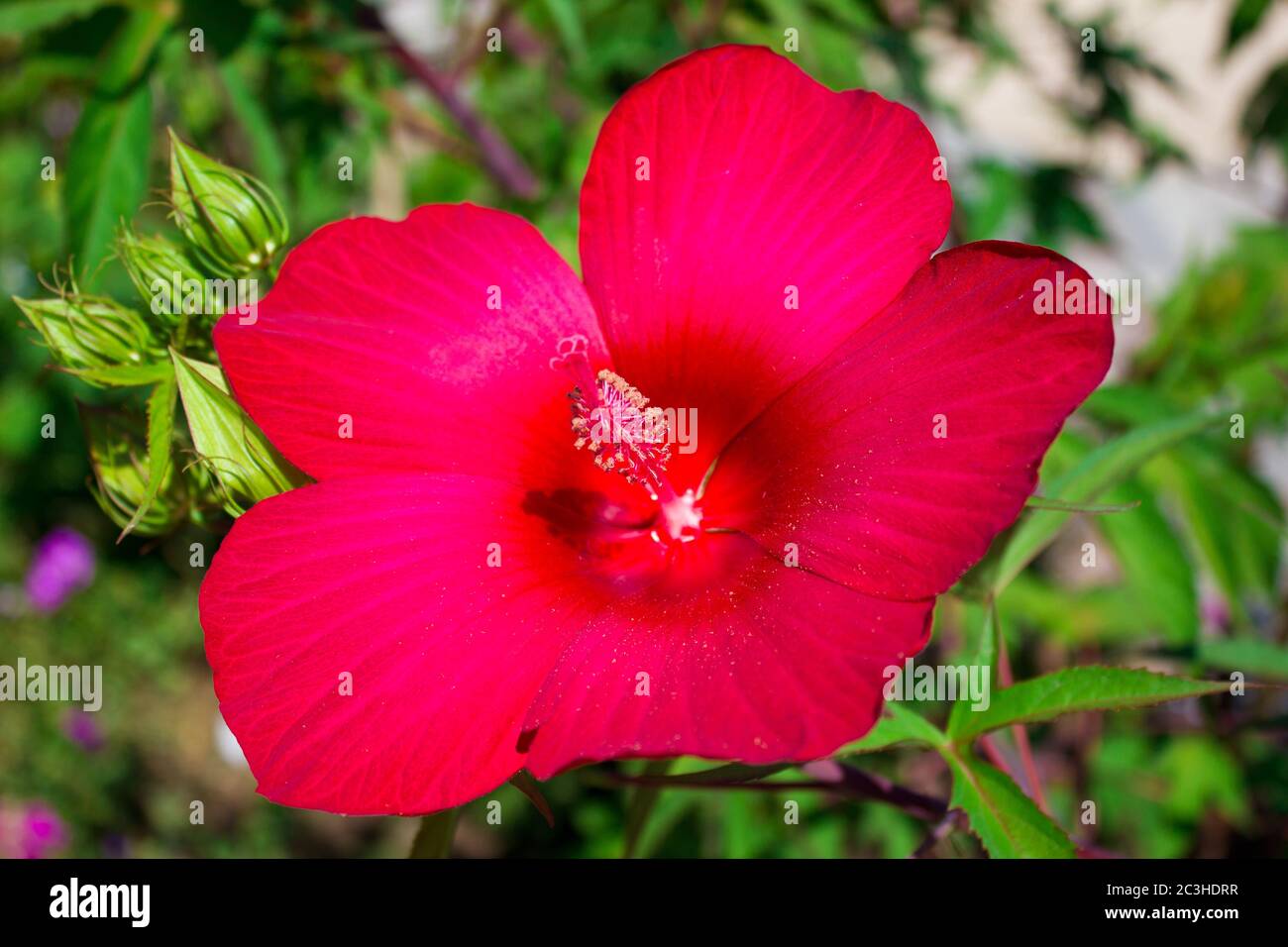Perfect hibiscus flower hi-res stock photography and images - Alamy