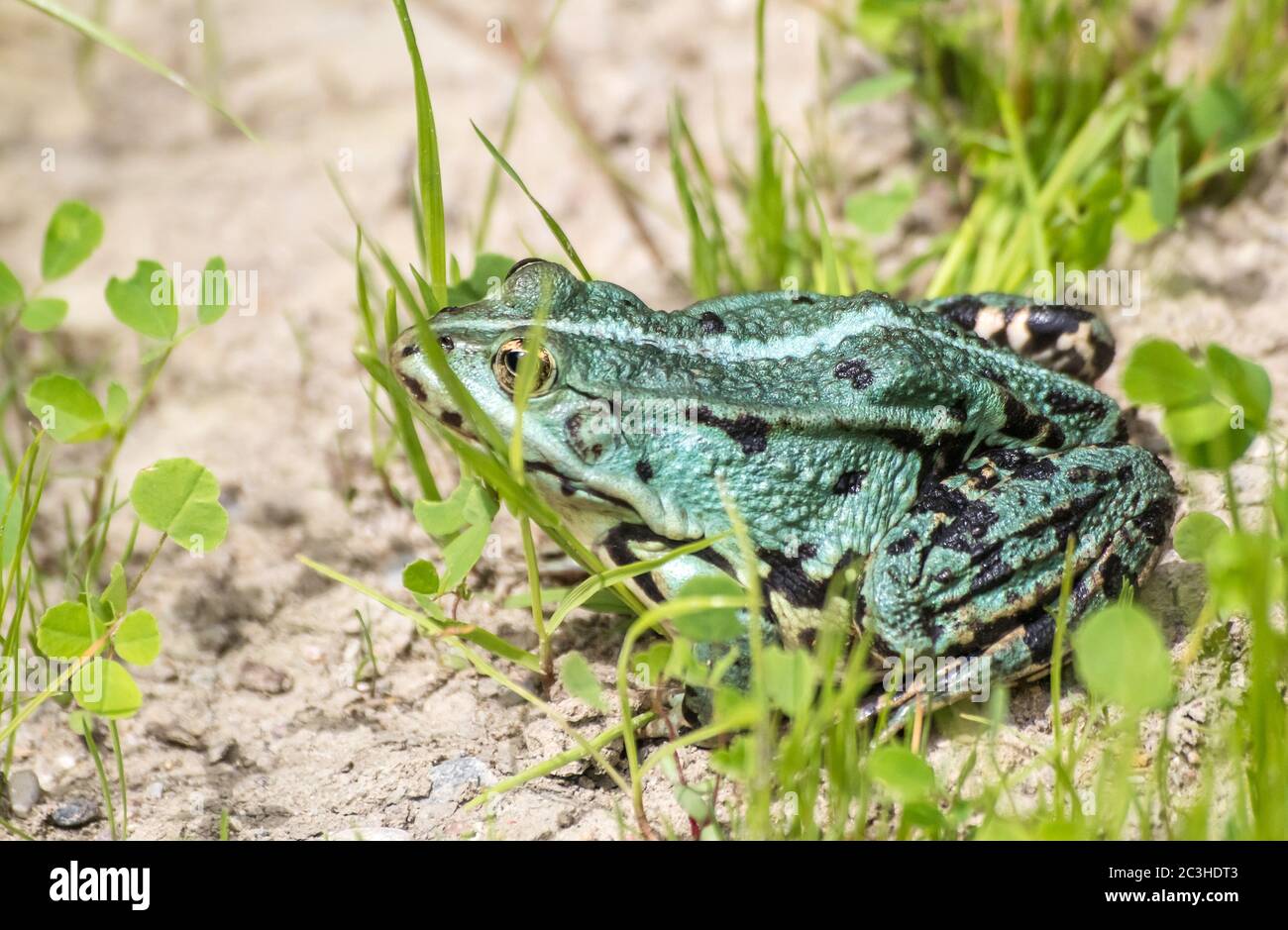 Basking frog hi-res stock photography and images - Alamy