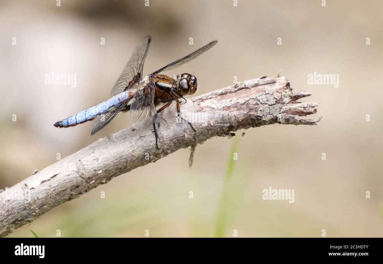 big blue dragonfly sits on a branch on summer day Stock Photo - Alamy