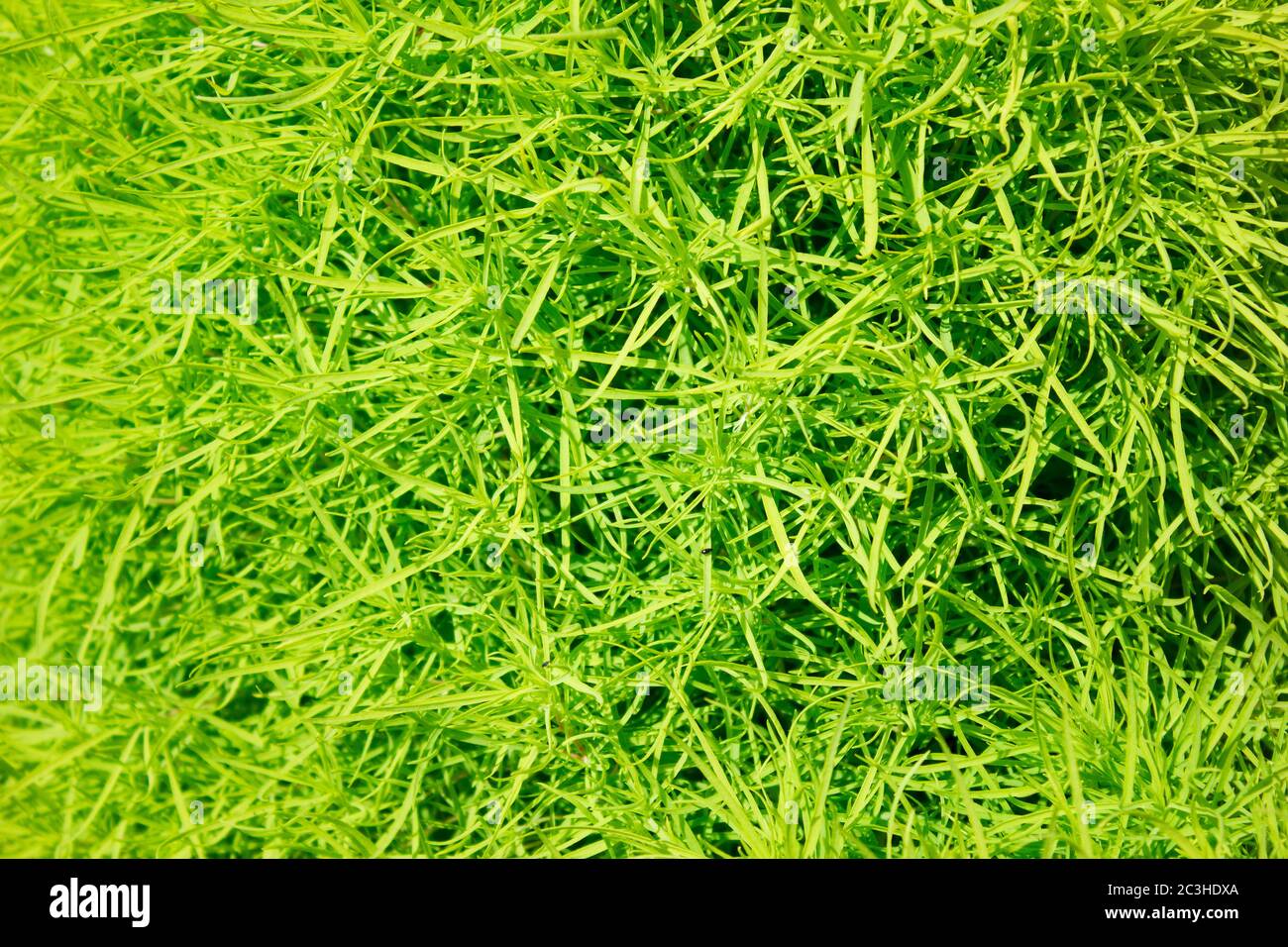 Weed texture hi-res stock photography and images - Alamy