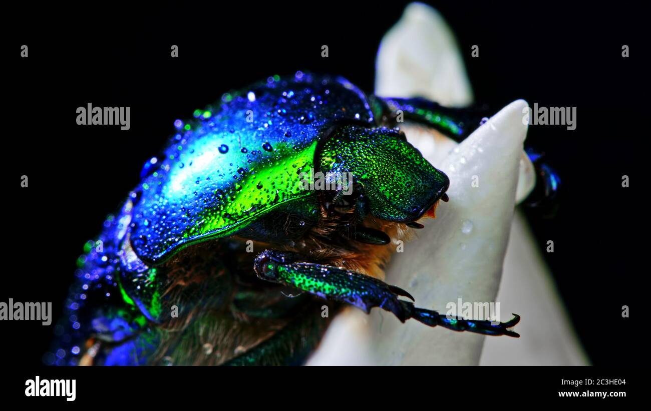 Close-up view of green rose chafer - Cetonia Aurata beetle on white flower of peony. Amazing ...