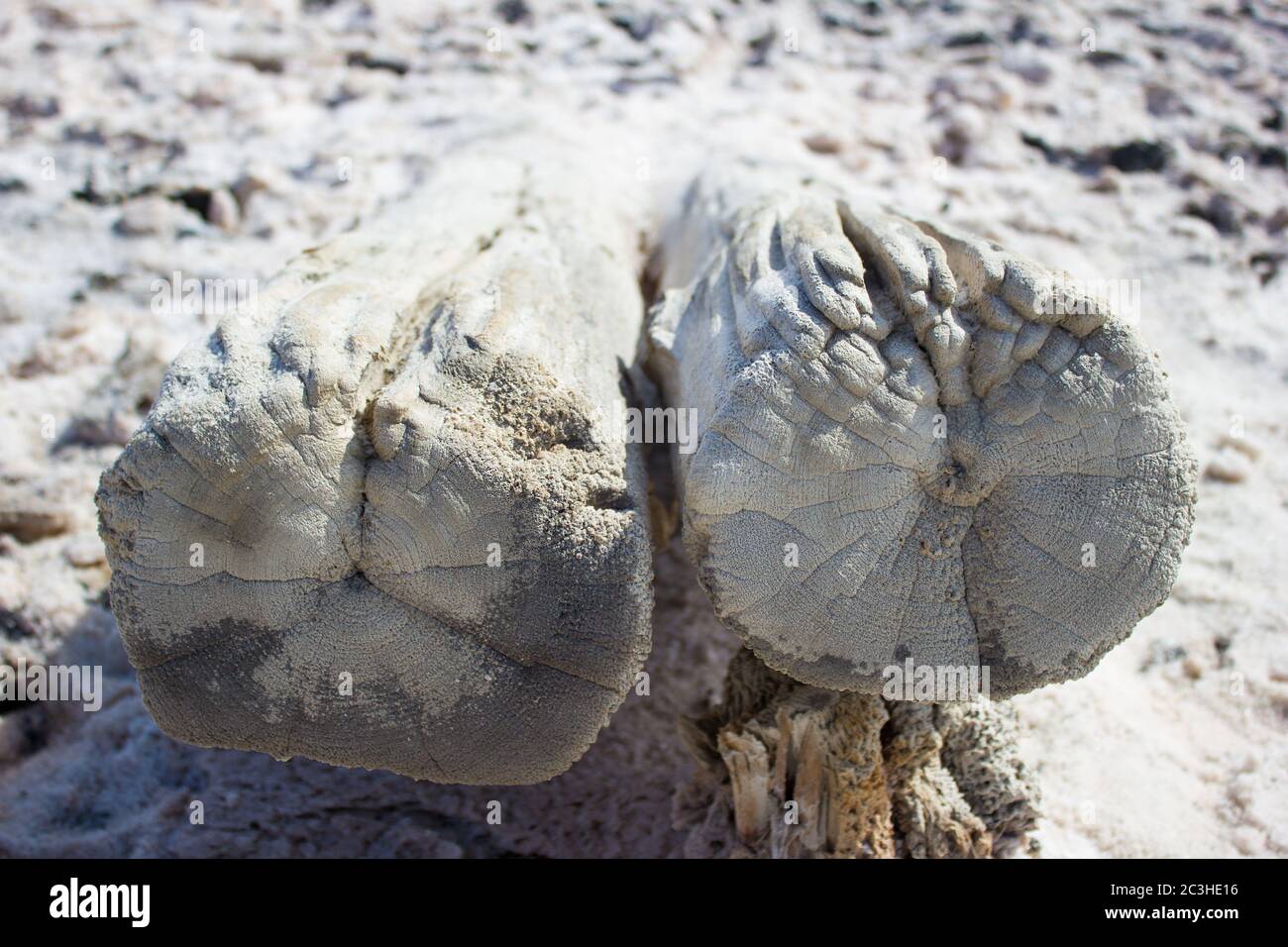 Beautiful wooden logs covered with salt at a mining plant - background ...