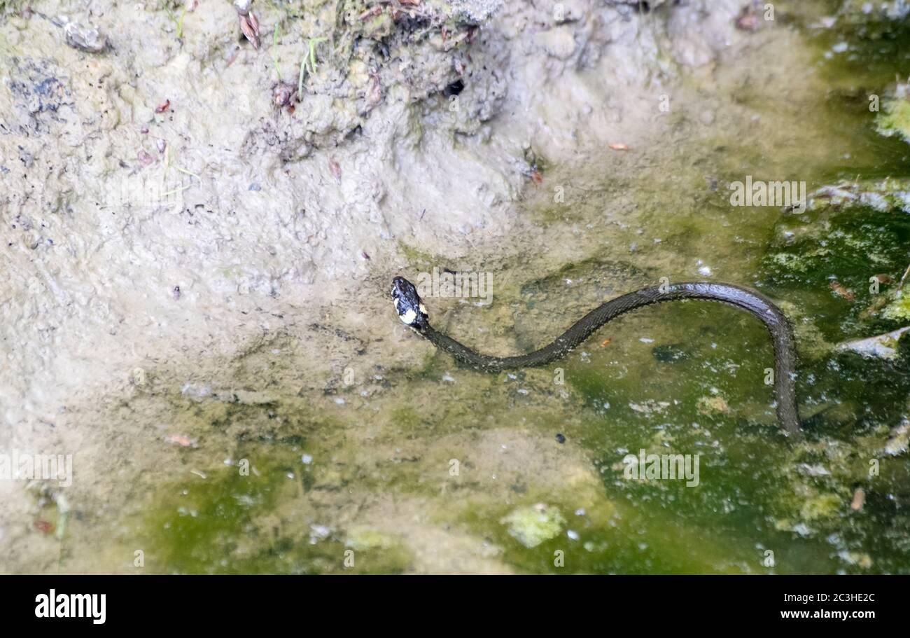 poisonous black snake swiming in a pond on sunny summer day Stock Photo ...