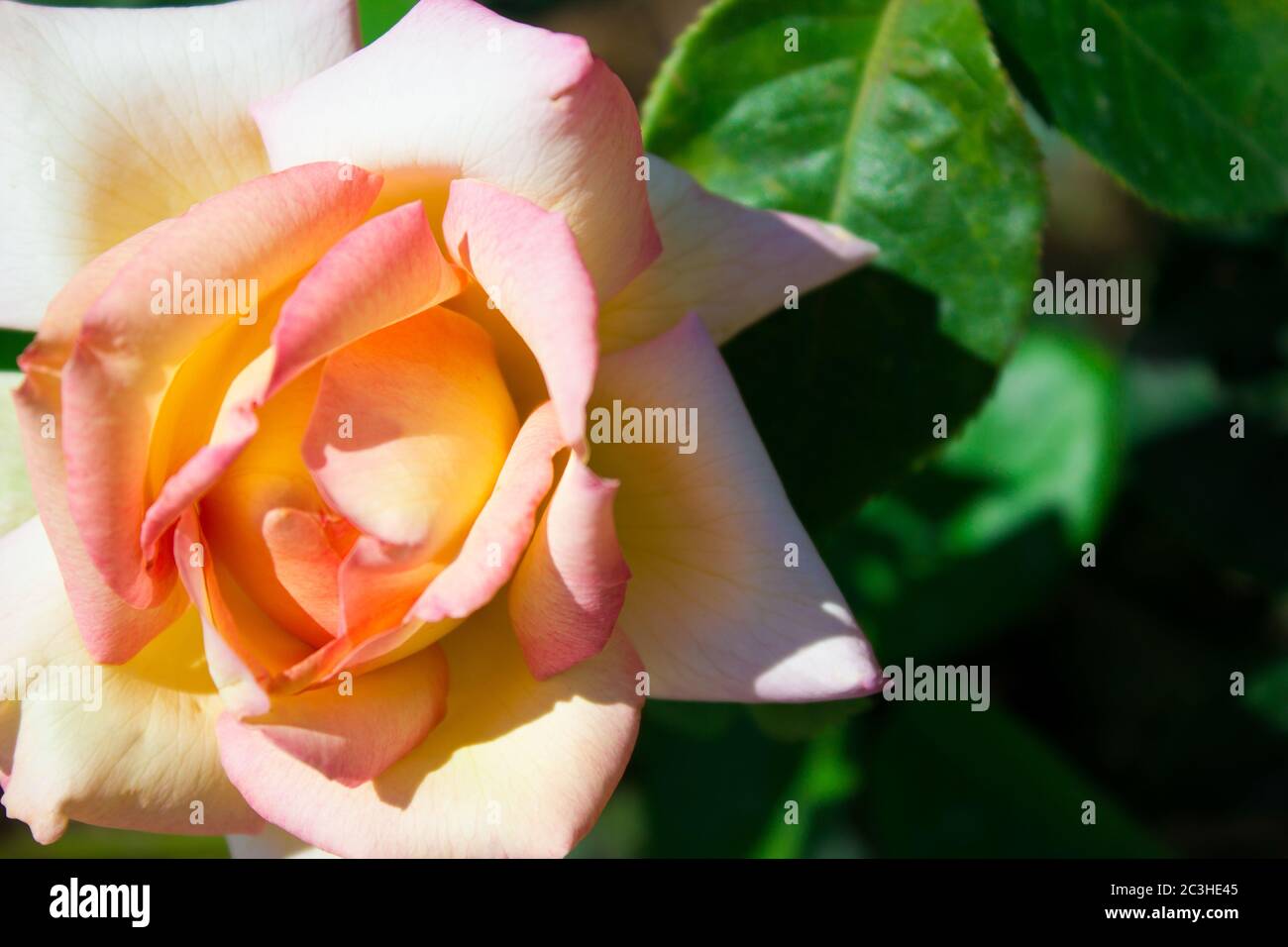 Beautiful bright rose flower close up, holiday gift flowers Stock Photo ...