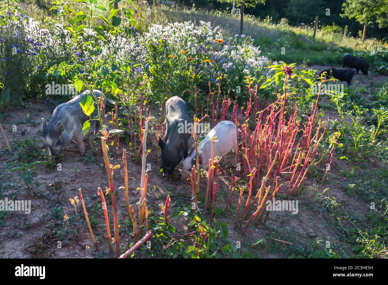 Pig piglet running hi-res stock photography and images - Alamy