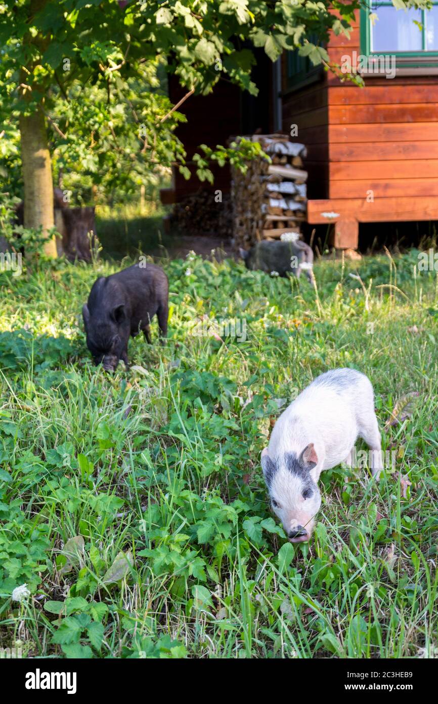 Fat baby pig hi-res stock photography and images - Alamy