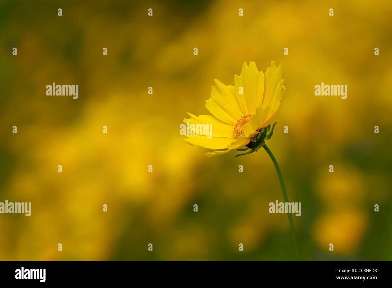 Bloom yellow wildflower hi-res stock photography and images - Alamy