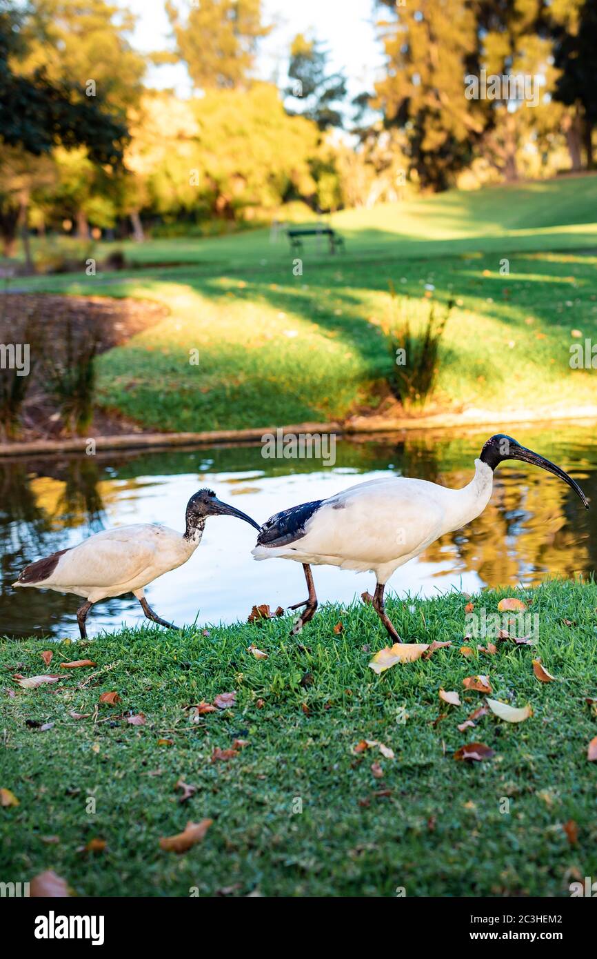 Indian White Ibises High Resolution Stock Photography and Images - Alamy