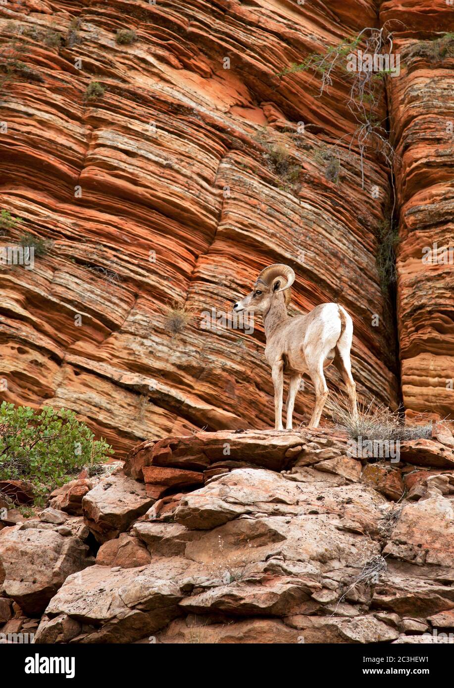 Mountain goat in Zion National Park, Utah, USA Stock Photo - Alamy