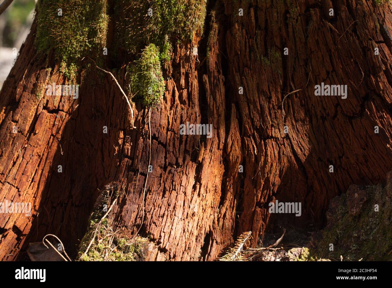 Closeup, macro of a natural molder stub. Rough texture and pattern on ...