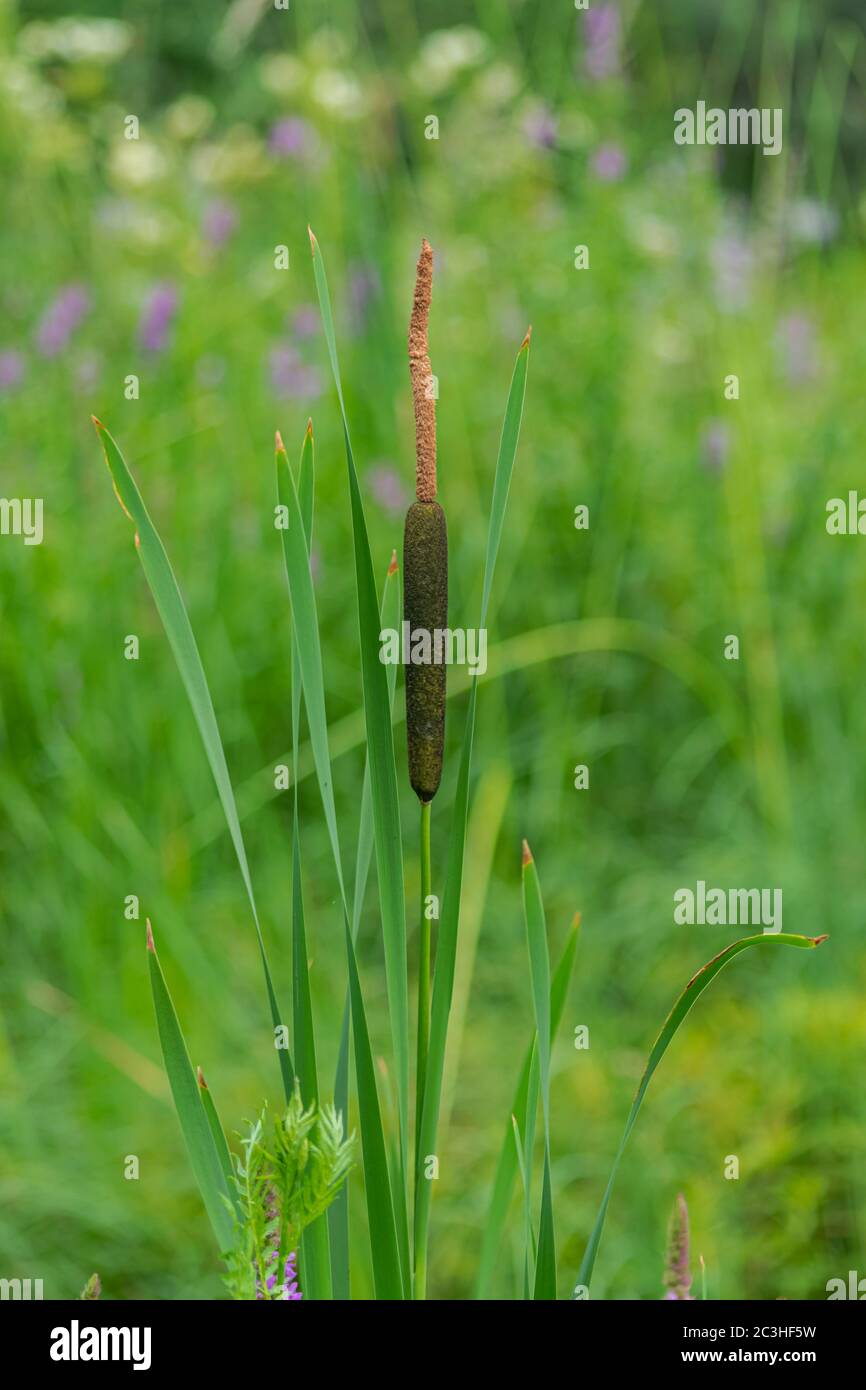 Typha angustifolia flower hi-res stock photography and images - Alamy